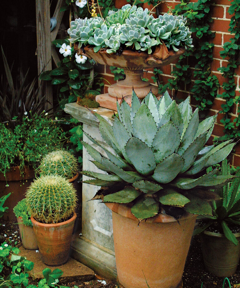 Planting a Pot with Only One Plant - Fine Gardening