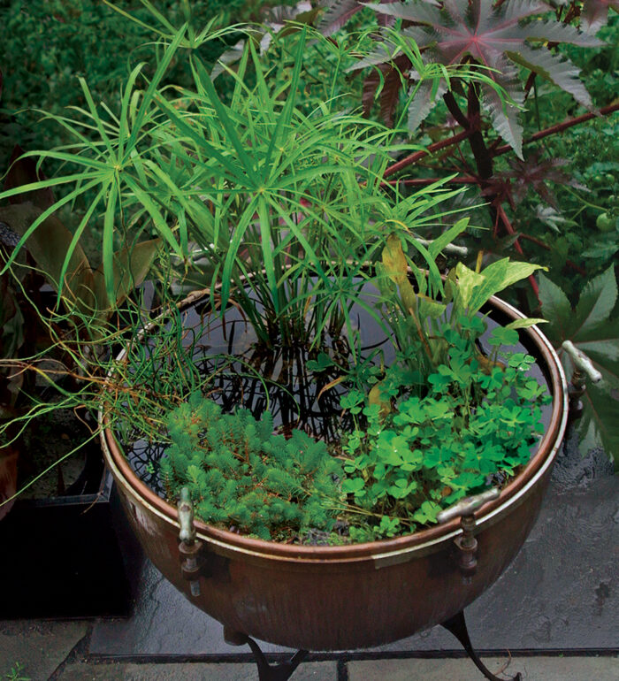 How to Make a Water Garden in a Pot - Fine Gardening