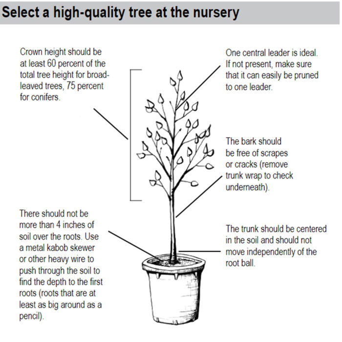 Tree Shopping Tips - Fine Gardening