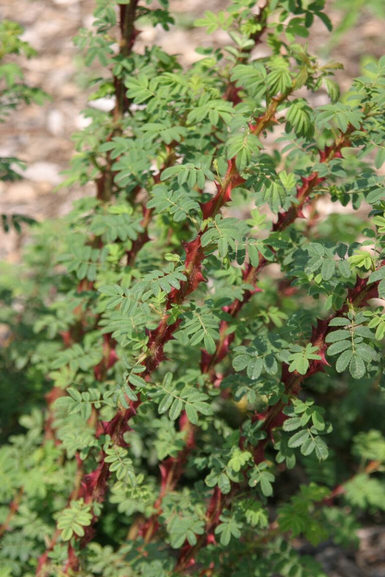 Episode 121: Wicked Plants - Fine Gardening