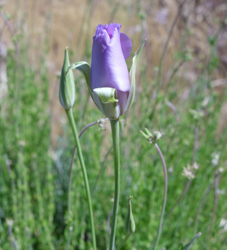 5 Must-Have Native Plants for the Southern California Garden - Fine ...