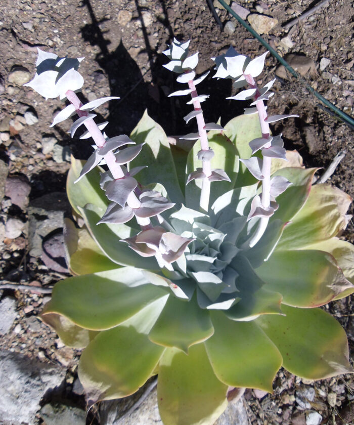 5 Must-Have Native Plants for the Southern California Garden - Fine ...