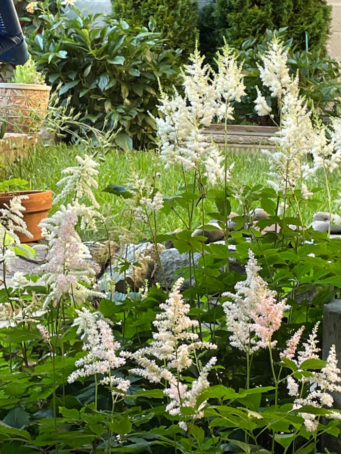 Terrie’s Urban Sanctuary - Fine Gardening