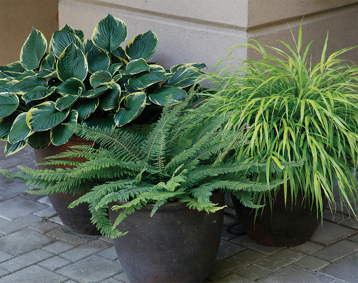 Great Designs for Container Groupings - Fine Gardening