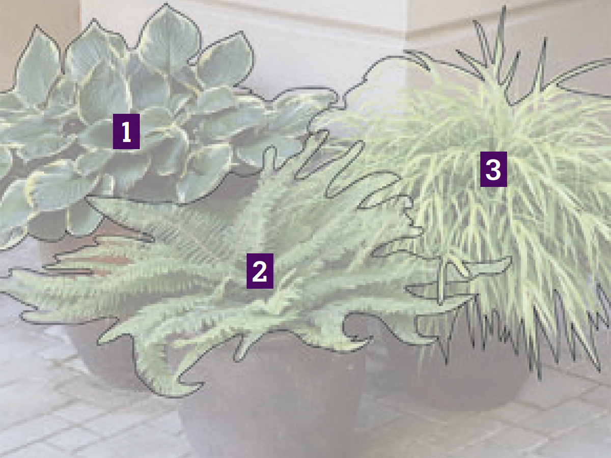 Great Designs for Container Groupings - Fine Gardening