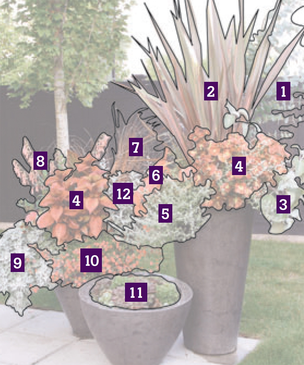 Great Designs for Container Groupings - Fine Gardening