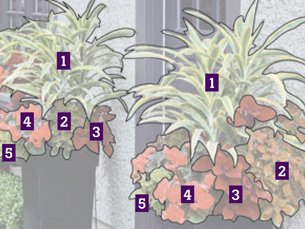 Great Designs for Container Groupings - Fine Gardening