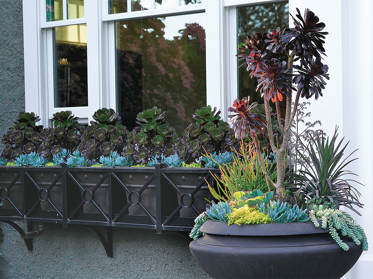 Great Designs for Container Groupings - Fine Gardening
