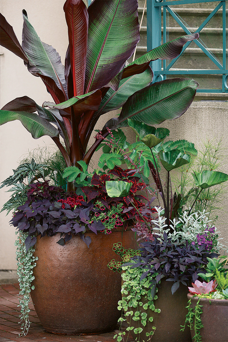 Great Designs for Container Groupings - Fine Gardening