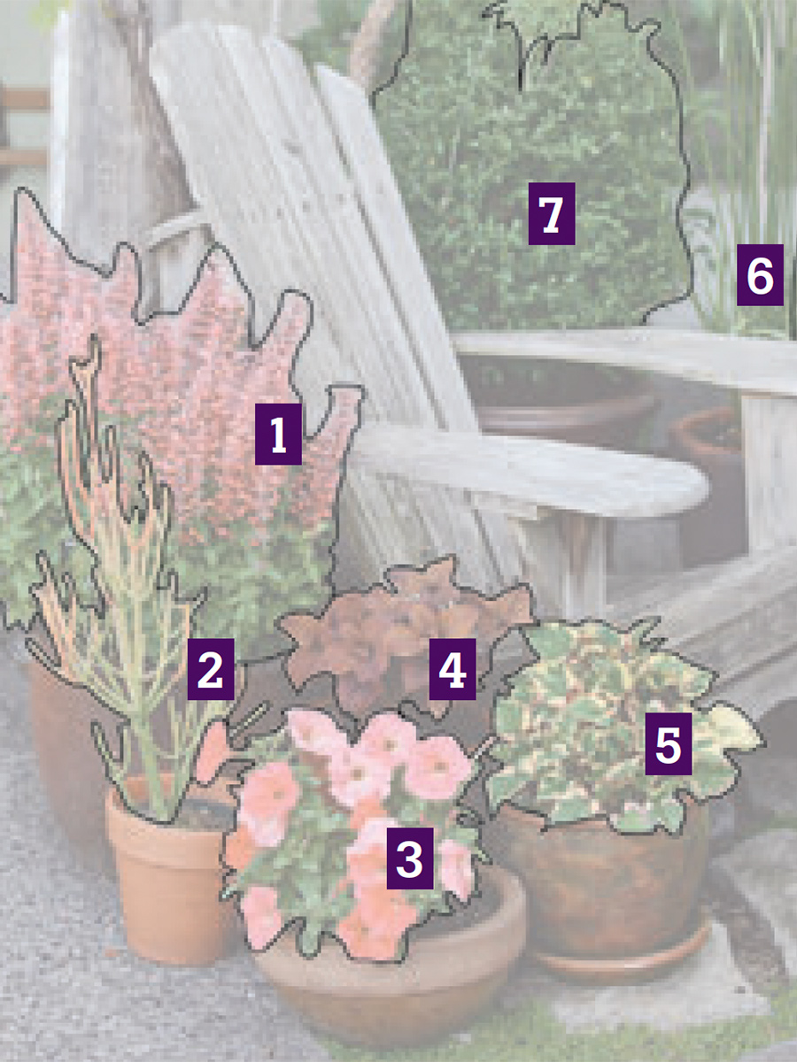 Great Designs for Container Groupings - Fine Gardening