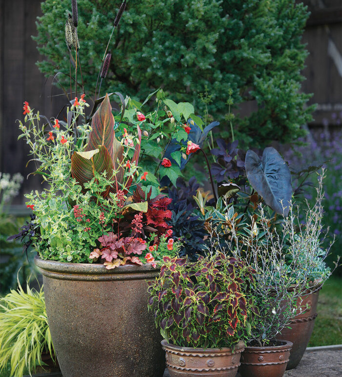 Great Designs for Container Groupings - Fine Gardening