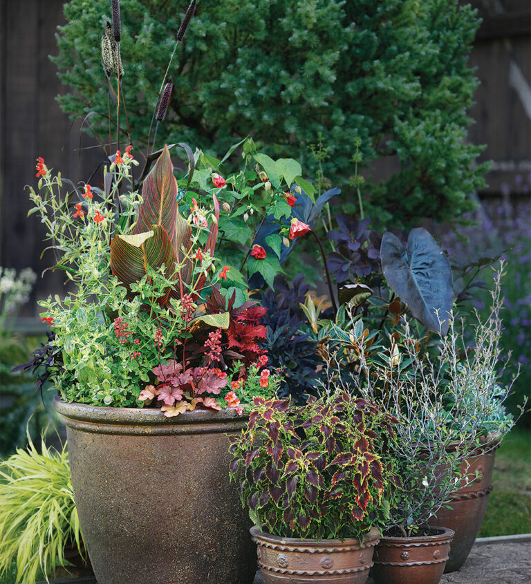 Great Designs For Container Groupings Fine Gardening