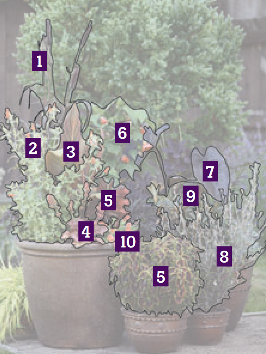 Great Designs for Container Groupings - Fine Gardening