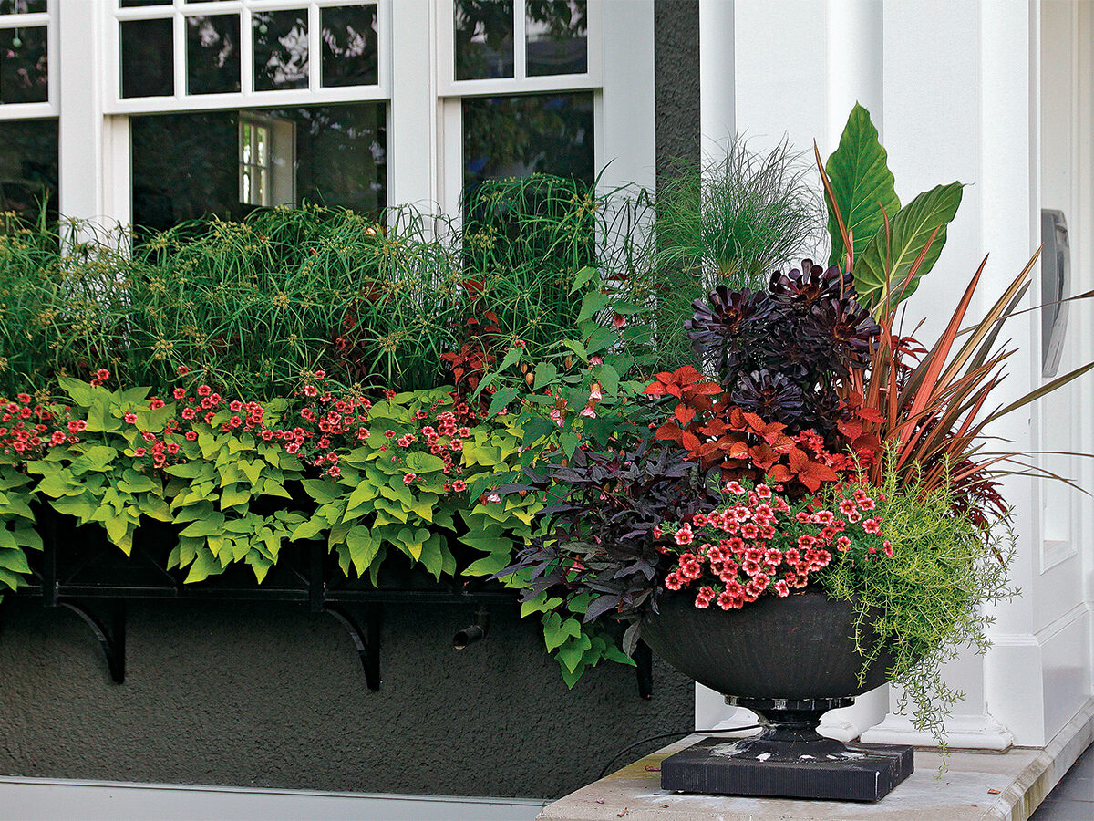 Great Designs for Container Groupings - Fine Gardening