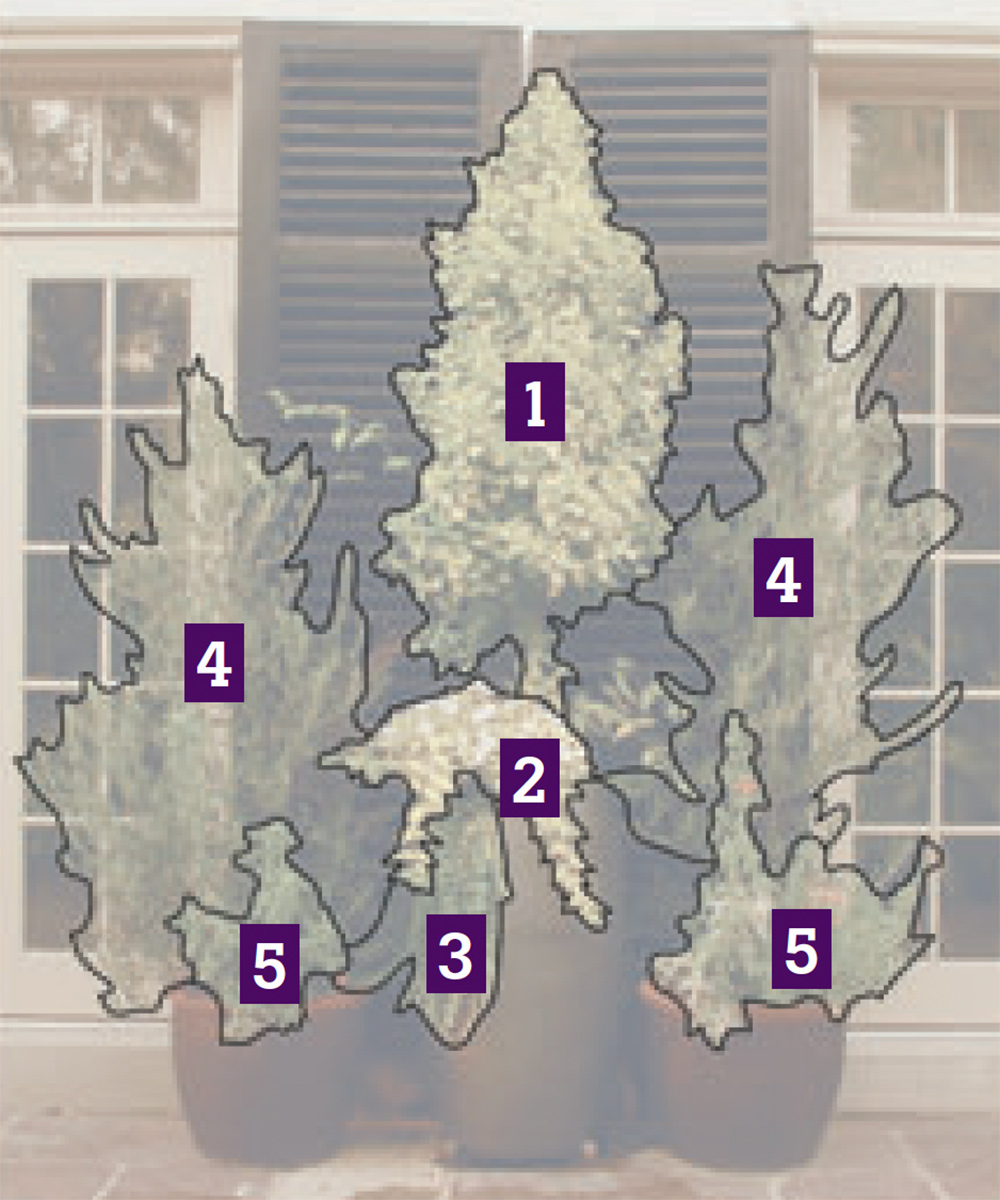 Great Designs for Container Groupings - Fine Gardening