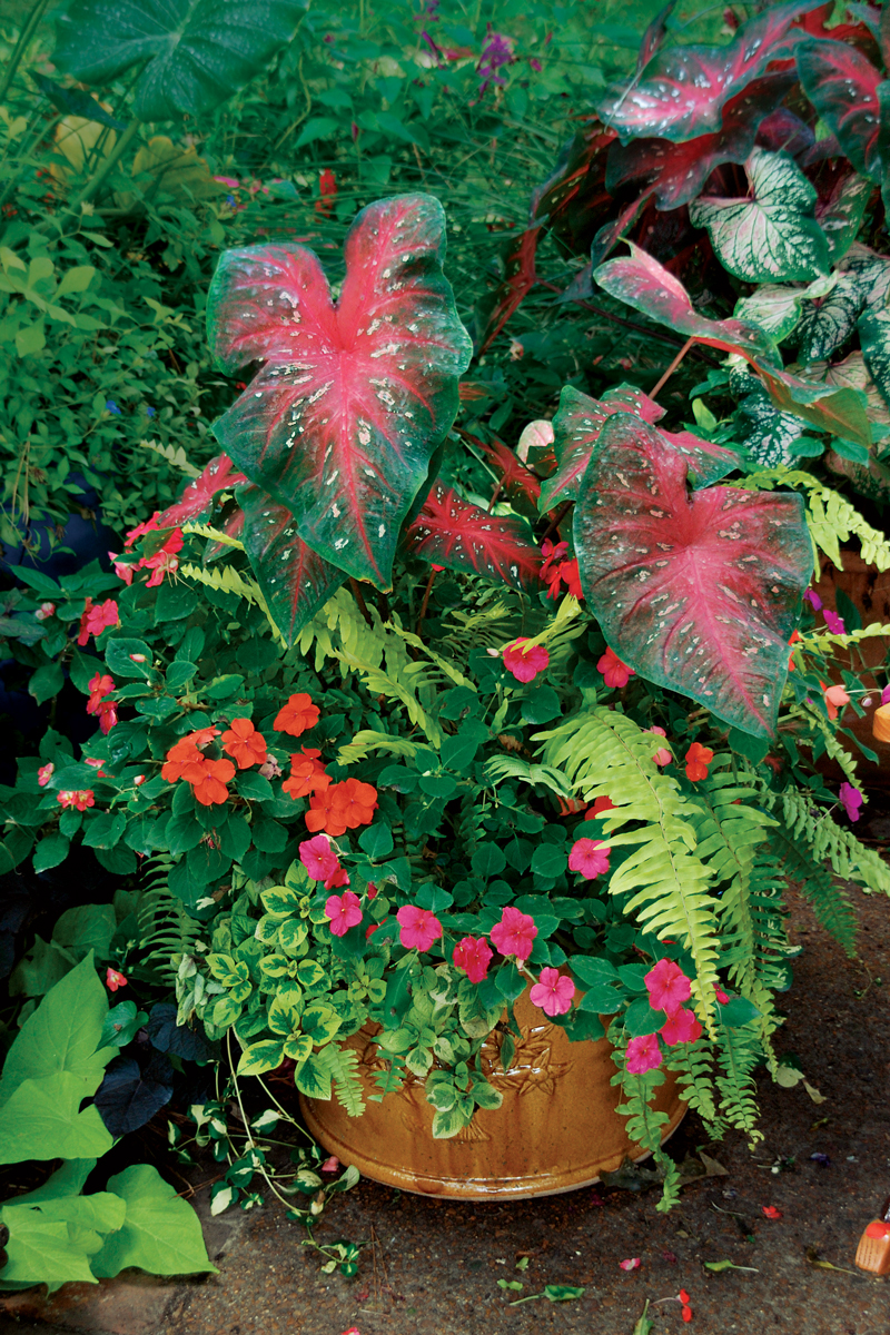 Welcome Spring with These Container Designs - Fine Gardening