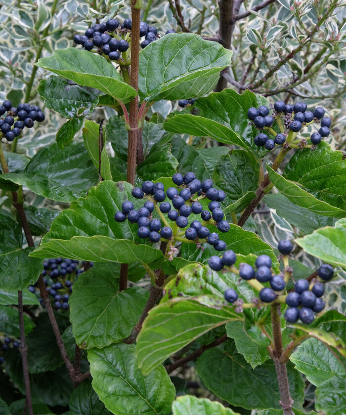 Ornamental Plants With Berries for Winter Birds in the Northwest - Fine ...