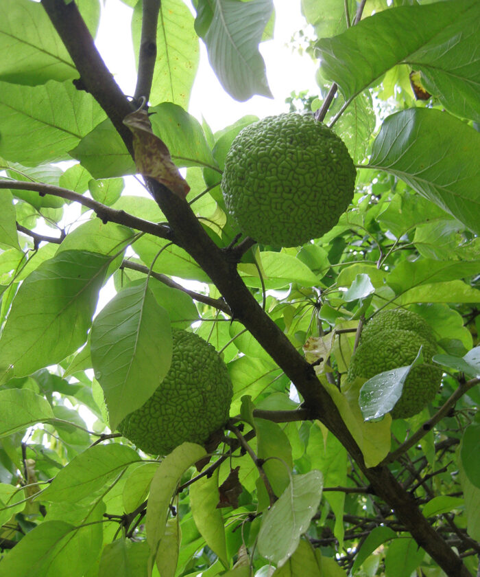 The Weird and Wonderful Osage Orange - Fine Gardening