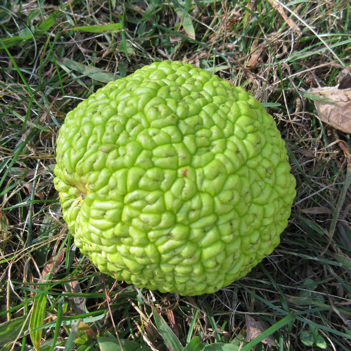 The Weird and Wonderful Osage Orange - Fine Gardening