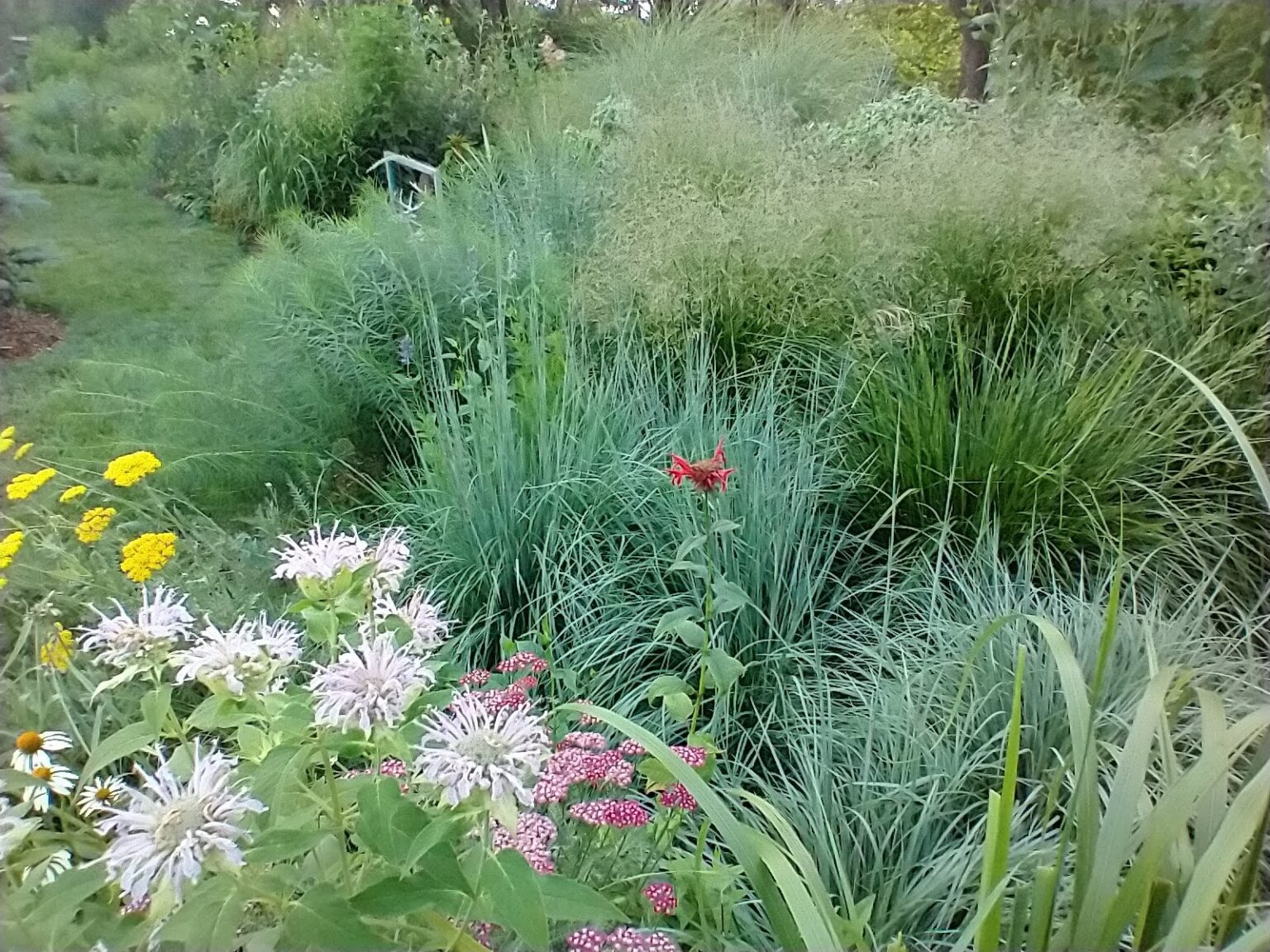 Grasses and Other Fall Beauties - FineGardening