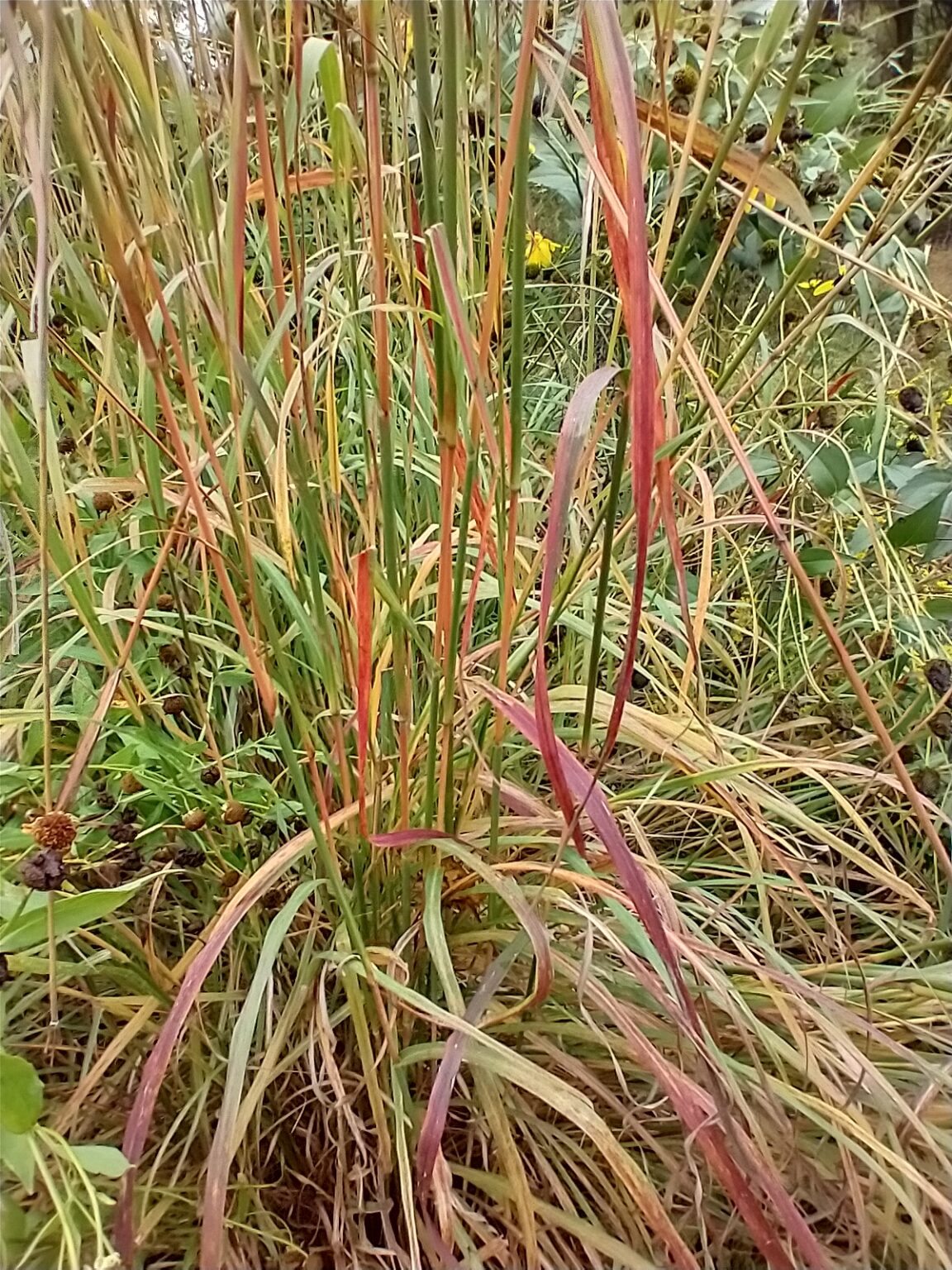 Grasses and Other Fall Beauties - FineGardening