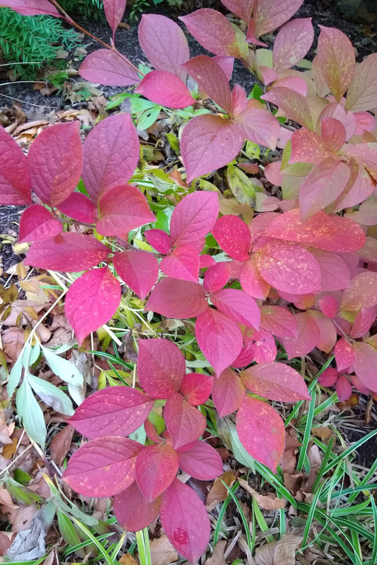 Episode 122: The Most Colorful Fall Plants - Fine Gardening