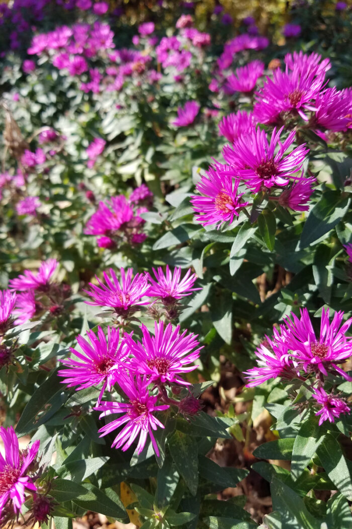 Episode 122: The Most Colorful Fall Plants - Fine Gardening