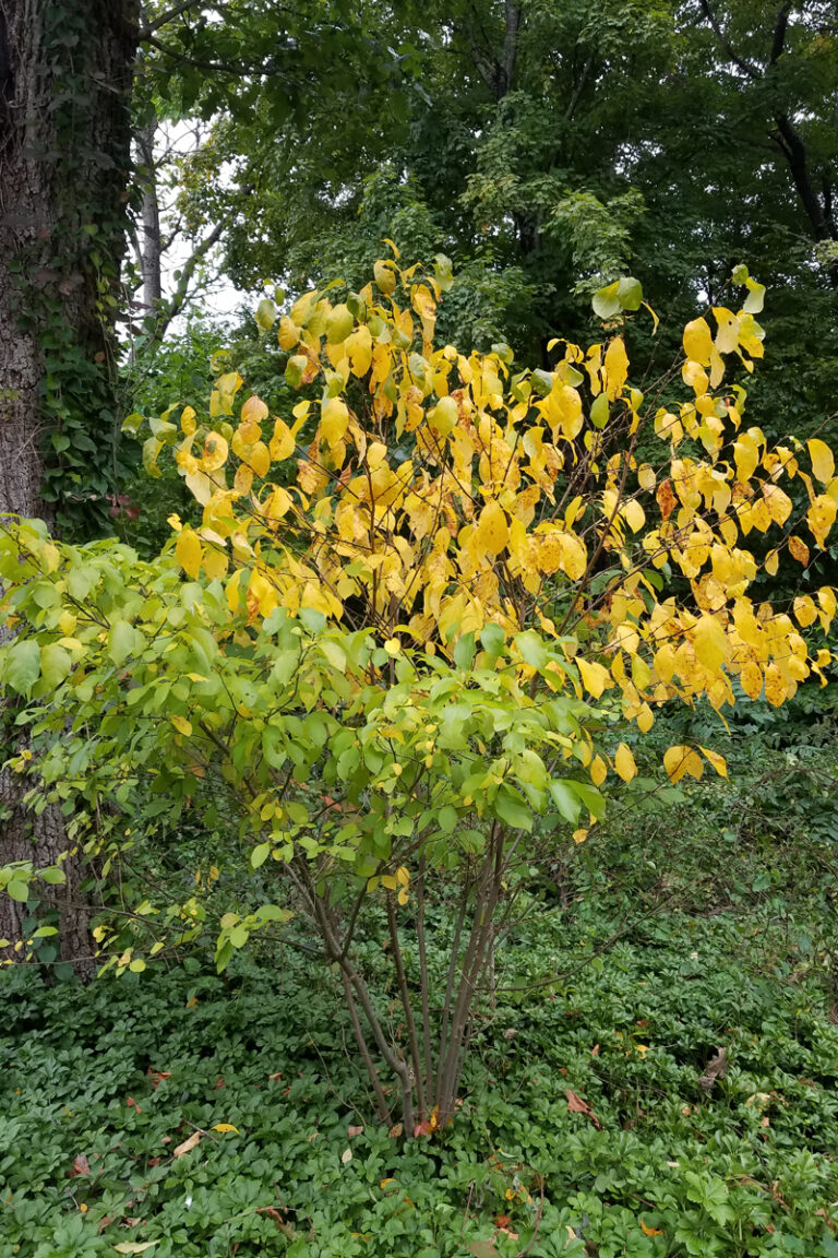 Episode 122: The Most Colorful Fall Plants - Fine Gardening