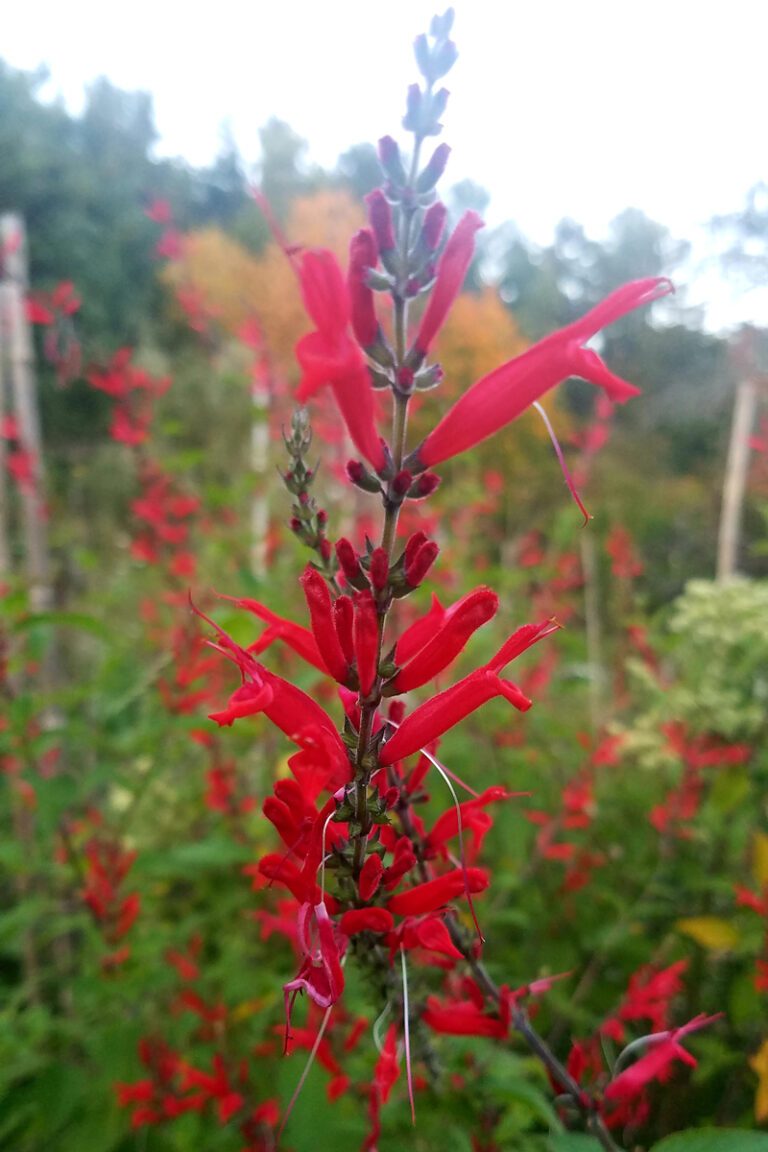 Episode 122: The Most Colorful Fall Plants - Fine Gardening