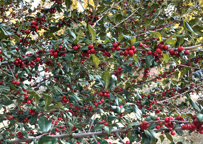 Hardy Shrubs With Showy Berries - Fine Gardening