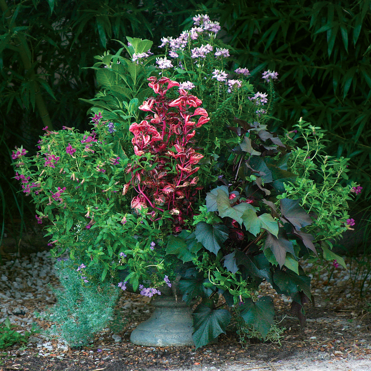 Creative Container Designs That Welcome Summer - Fine Gardening