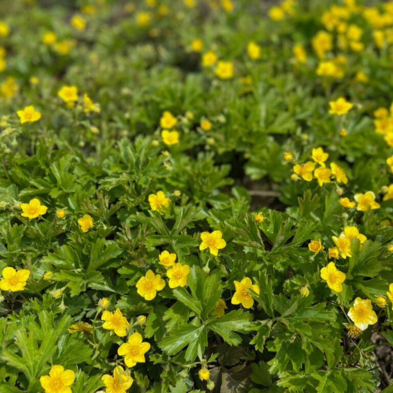Use These Ground Covers as Lawn Substitutes - Fine Gardening