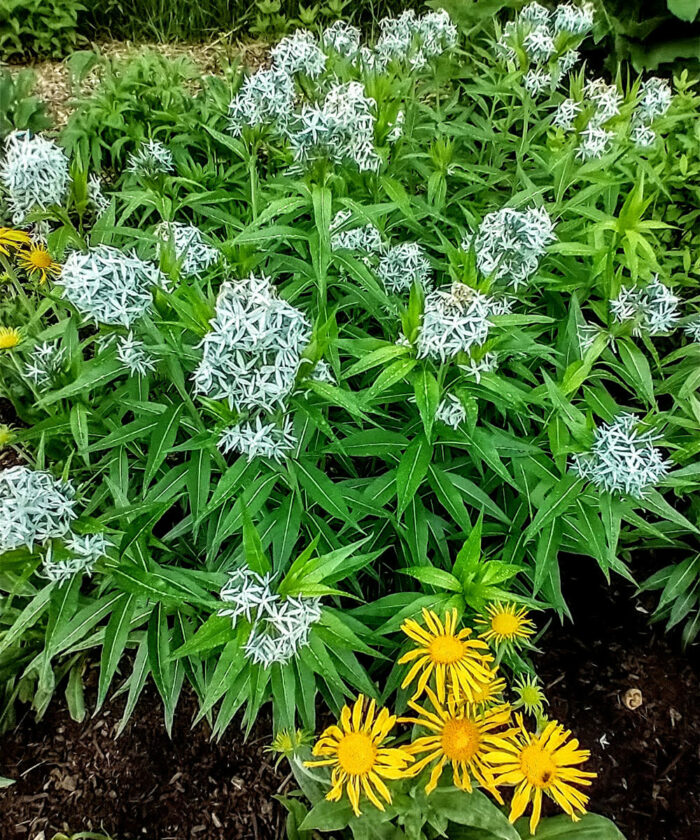 Bluestars Shine in Mid-Atlantic Gardens - Fine Gardening