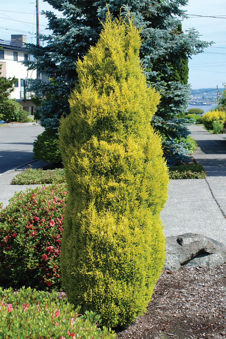 Columnar Conifers for Focal Points, Screening, and Tight Spaces - Fine ...