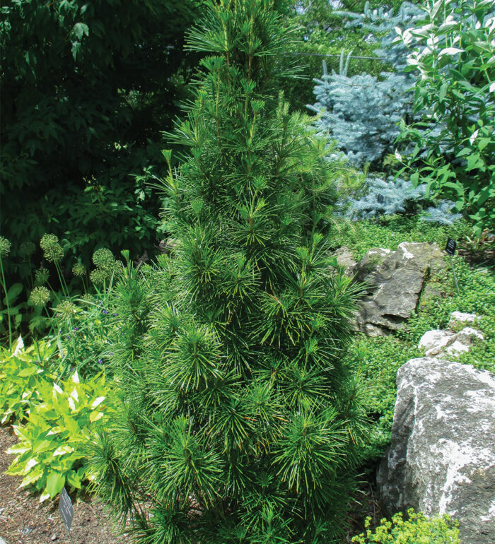 Columnar Conifers for Focal Points, Screening, and Tight Spaces - Fine ...