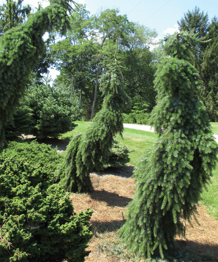 Columnar Conifers for Focal Points, Screening, and Tight Spaces - Fine ...