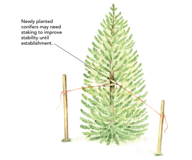 How to Stake and Train a Conifer - Fine Gardening