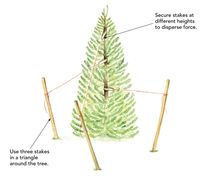 How to Stake and Train a Conifer - Fine Gardening