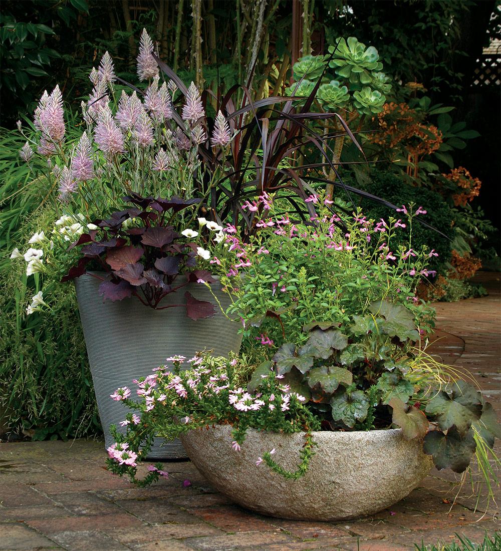 Spectacular Summer Container Designs: Part 1 - Fine Gardening