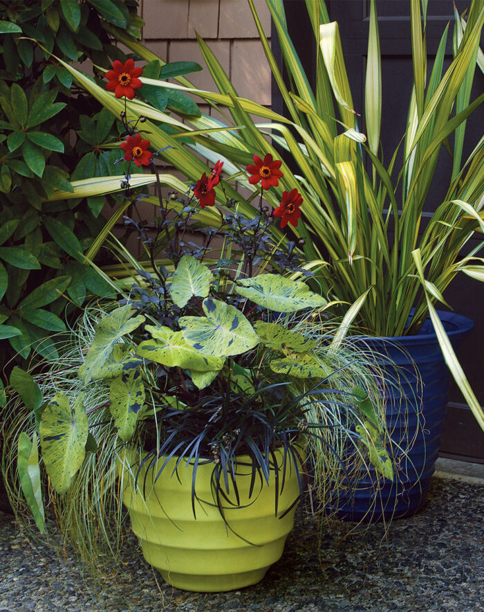 Spectacular Summer Container Designs: Part 2 - Fine Gardening