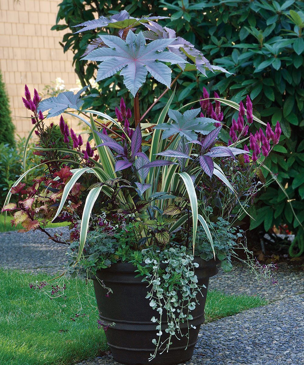 Spectacular Summer Container Designs: Part 2 - Fine Gardening