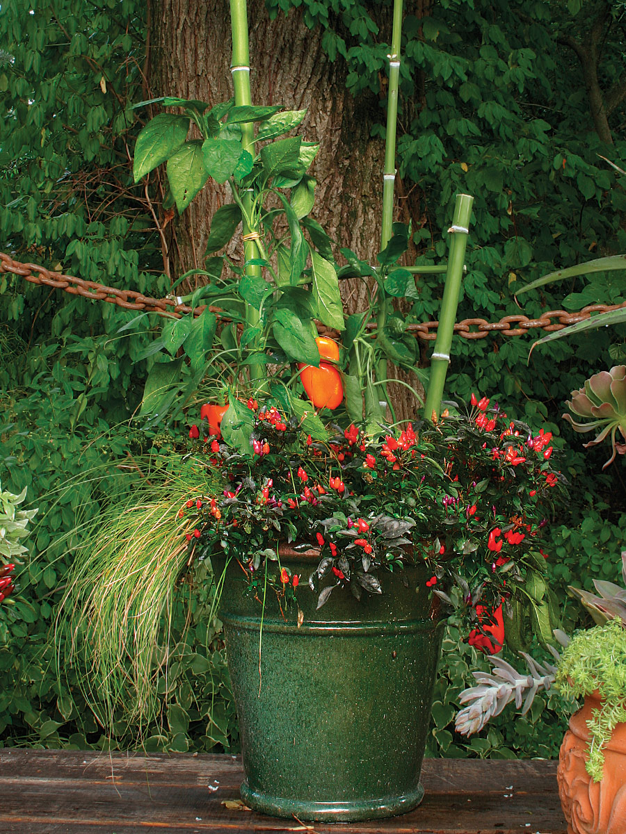 Cold-Weather Combinations for Fall Containers - Fine Gardening