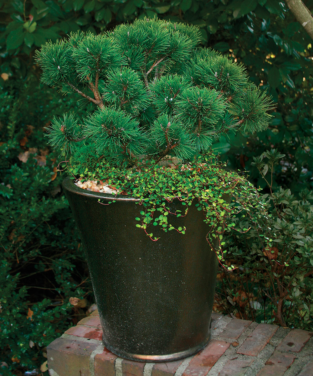 Cold-Weather Combinations for Fall Containers - Fine Gardening