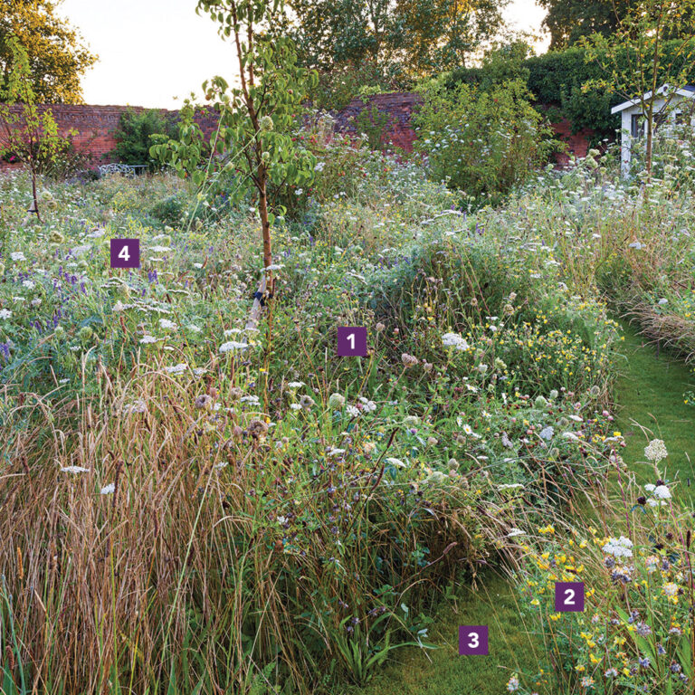 Traditional vs. Stylized Meadow Gardens - Fine Gardening