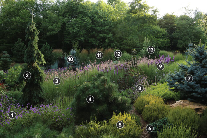 Planting Plan for a Stylized Meadow - Fine Gardening