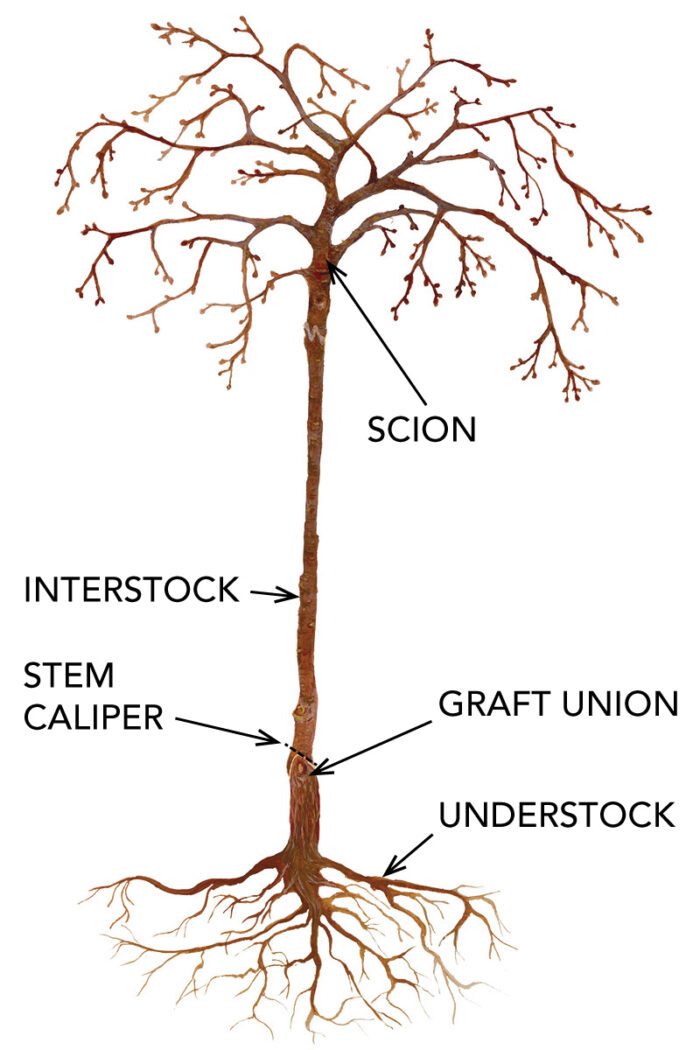 Plant Grafting 101 - Fine Gardening