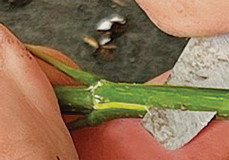 A Step-by-Step Guide to Two Grafting Techniques - Fine Gardening