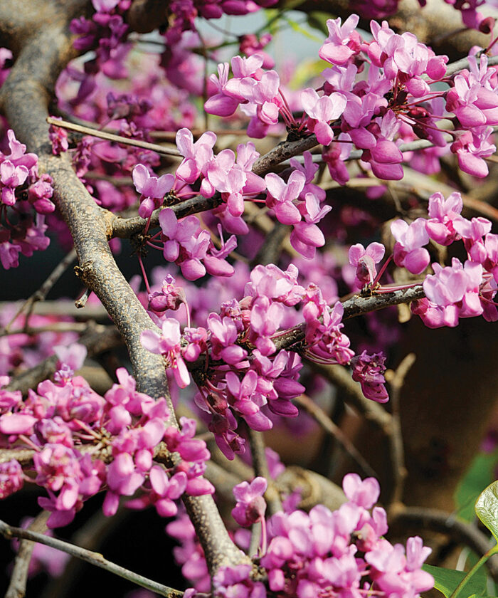 Late-Winter and Early-Spring Bloomers for the Southern Plains - Fine ...