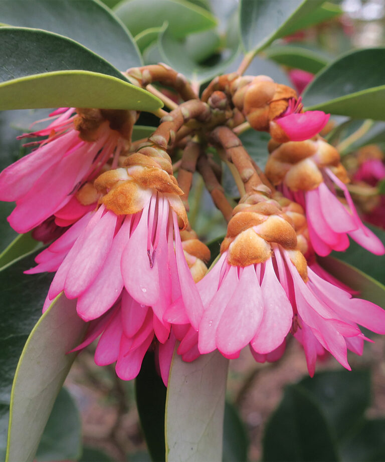 Late-Winter and Early-Spring Bloomers for the Southeast - Fine Gardening