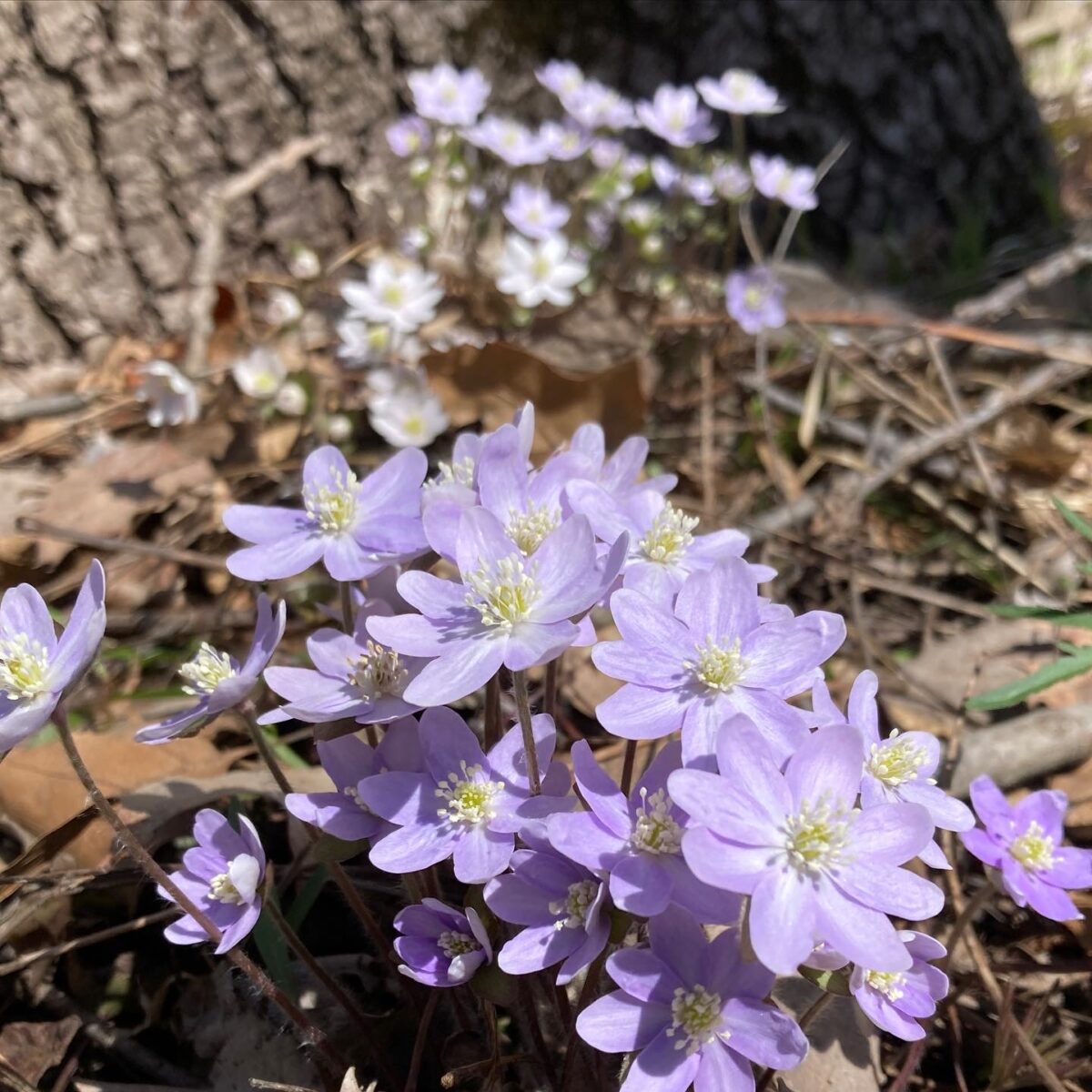 Garden Highlights of 2022 - Fine Gardening